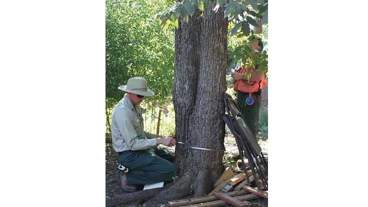 U.S. Forest Service publishes first urban forest assessment - Nursery ...