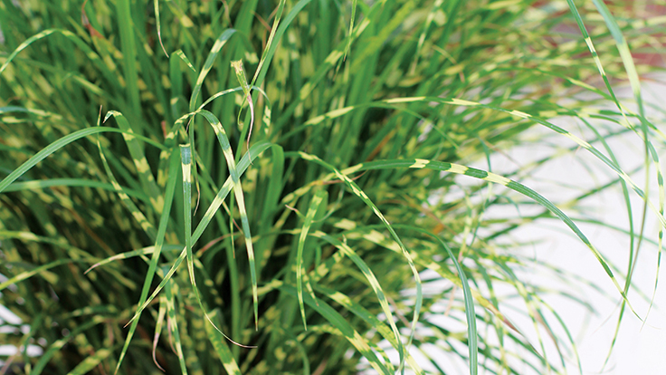 Grasses: one size doesn't fit all - Nursery Management