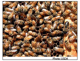 Oregon to Require Specific Label for Neonics - Nursery Management