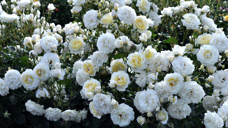 Polar Express sweeps 2016 Biltmore International Rose Trials - Nursery ...