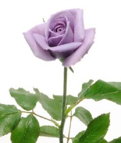World’s first blue-pigmented rose makes its debut - Nursery Management