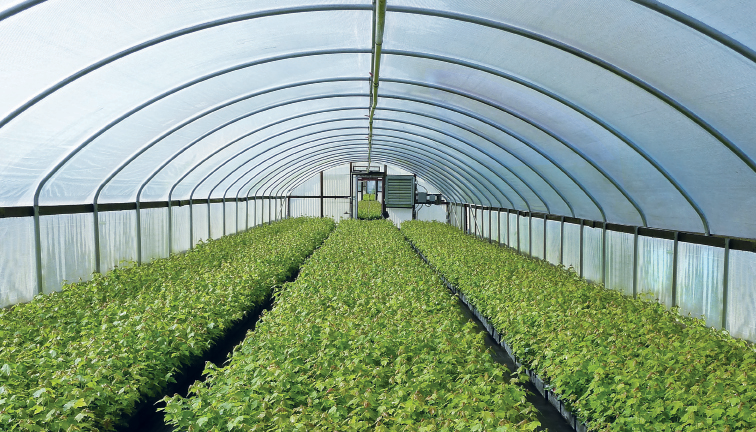 The JLPN difference - Nursery Management