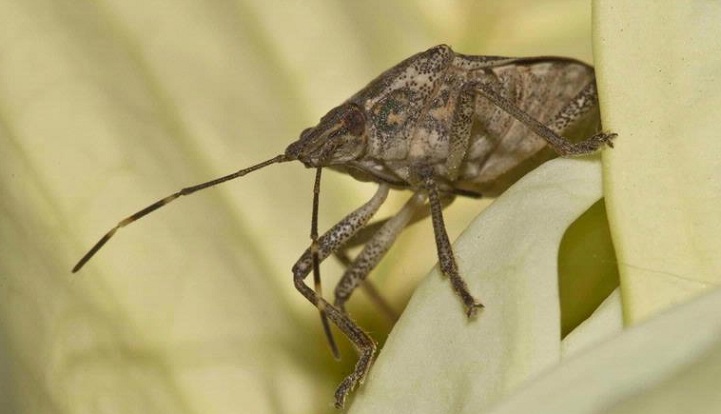 Exotic stink bug arrives in Wisconsin - Nursery Management