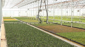 A step ahead - Nursery Management