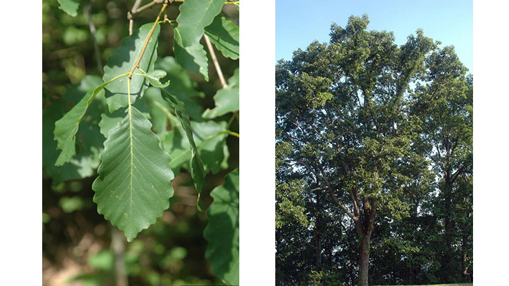 Society of Municipal Arborists names chestnut oak 2017 Urban Tree of ...