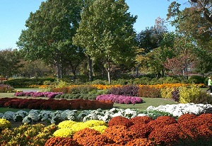 Check garden mum roots for stress - Nursery Management