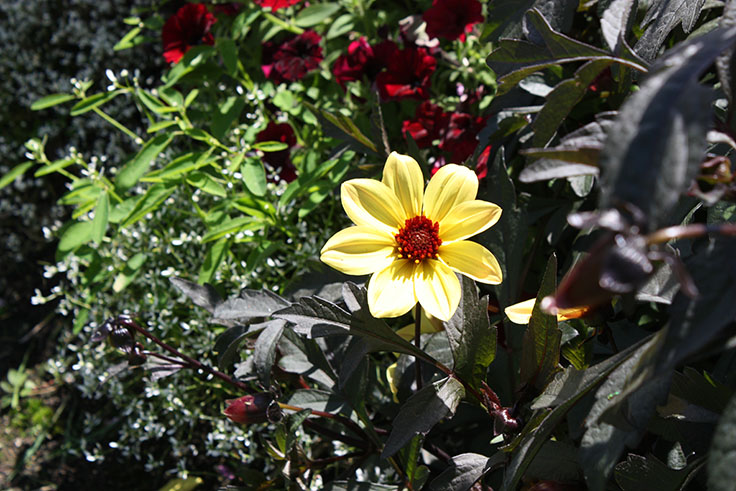 The intelligence of plants - Nursery Management