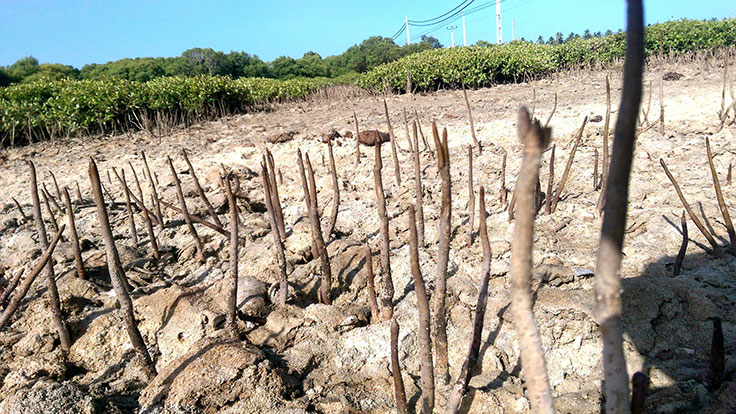 Persistent drought kills millions of California trees - Nursery Management