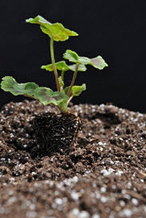 Germinating mix - Nursery Management