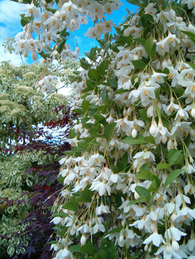New weeping Styrax japonica - Nursery Management