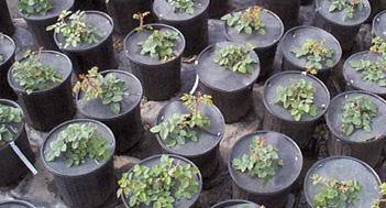 Weed control discs - Nursery Management