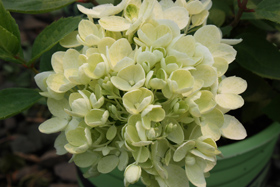 State of the crop: Hydrangeas - Nursery Management