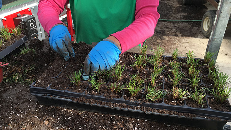 8 tips for healthy propagation - Nursery Management