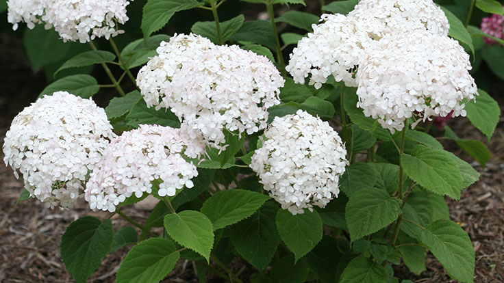 Invincibelle Wee White hydrangea wins DGA Green Thumb Award - Nursery ...