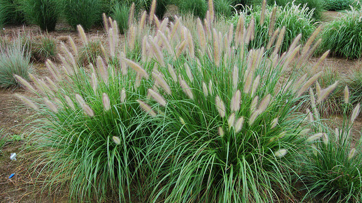 Year in review: Josiah Raymer, 'Front Lines' columnist - Nursery Management