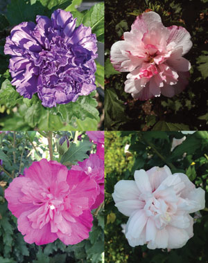 Althea Smoothie Series (PPAF) - Nursery Management