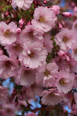 First Blush™ Cherry - Nursery Management