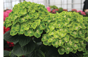 Hydrangea Everlasting Green Cloud - Nursery Management
