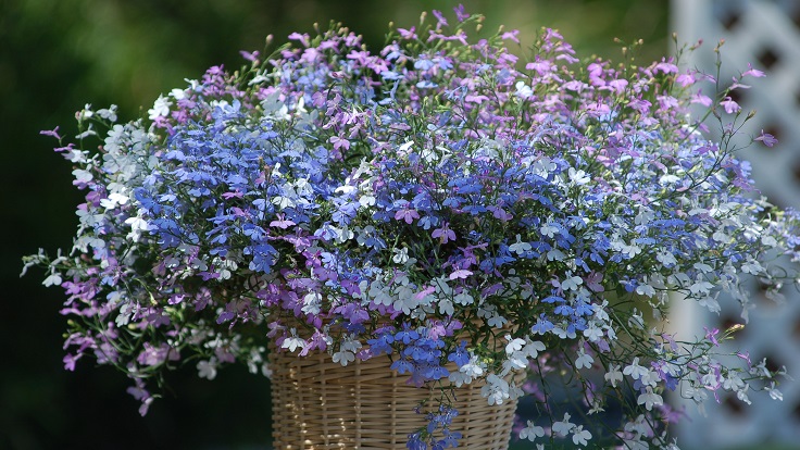 Fall in love with Lobelia - Nursery Management