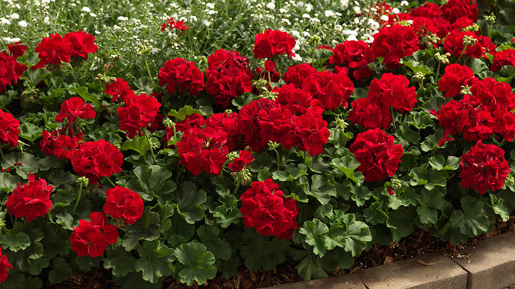 Syngenta expands Calliope geranium series - Nursery Management