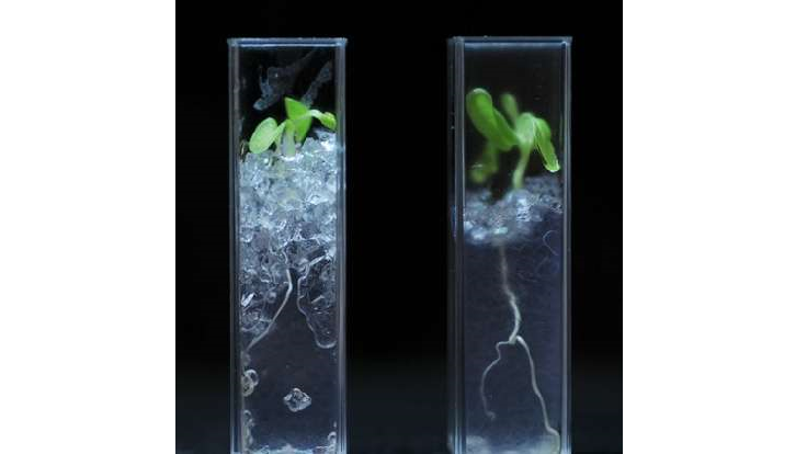 Transparent soil allows detailed study of roots - Nursery Management