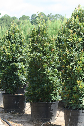 Tree Tracking - Nursery Management