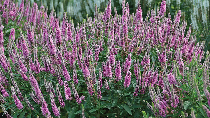 2017 new varieties: Walters Gardens - Nursery Management