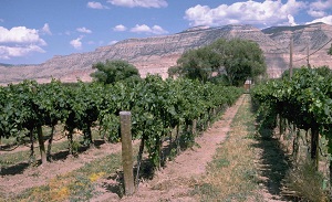 New report shows big ROI for National Clean Plant Network - Nursery ...