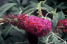 More Buddleia - Nursery Management