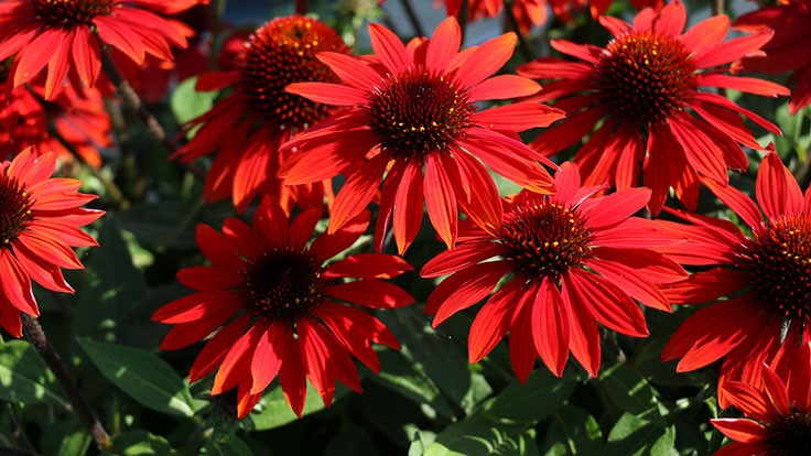 2018 new varieties: Darwin Perennials - Nursery Management