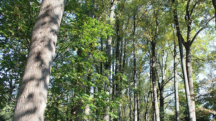 How trees coexist - Nursery Management