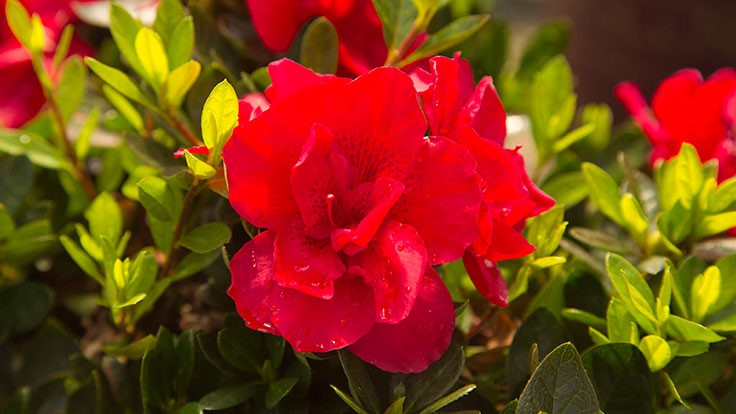 Autumn Bonfire is the latest Encore Azalea - Nursery Management