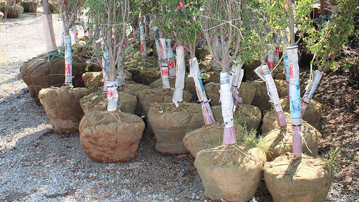 How to plant B&B trees - Nursery Management