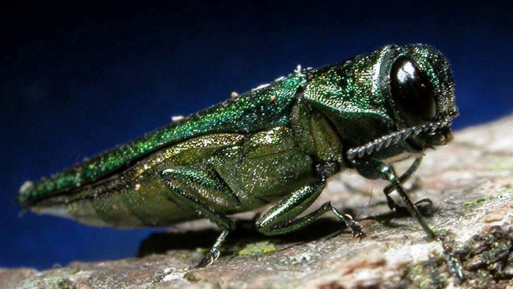 USDA debuts emerald ash borer interactive map - Nursery Management