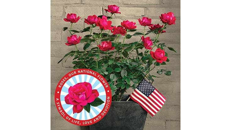 Star Roses and Plants launches national flower campaign - Nursery ...