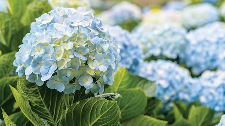 Quality first - Nursery Management