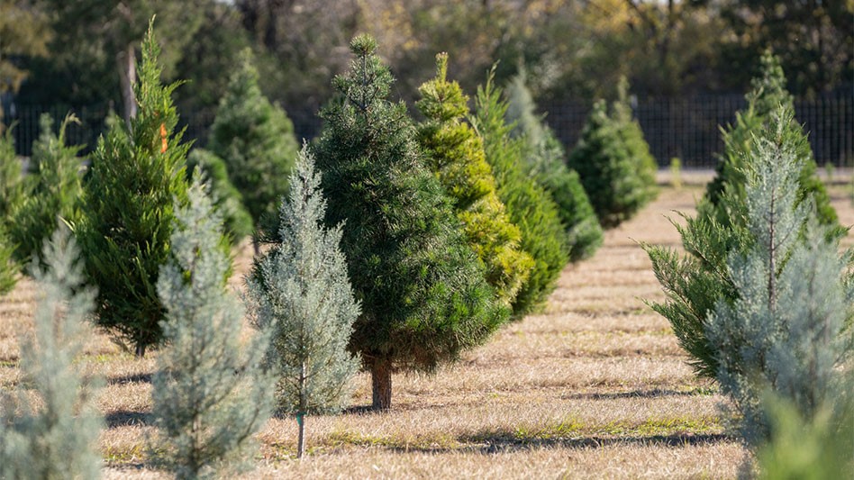 Texas Christmas tree industry expecting tree-mendous year - Nursery ...