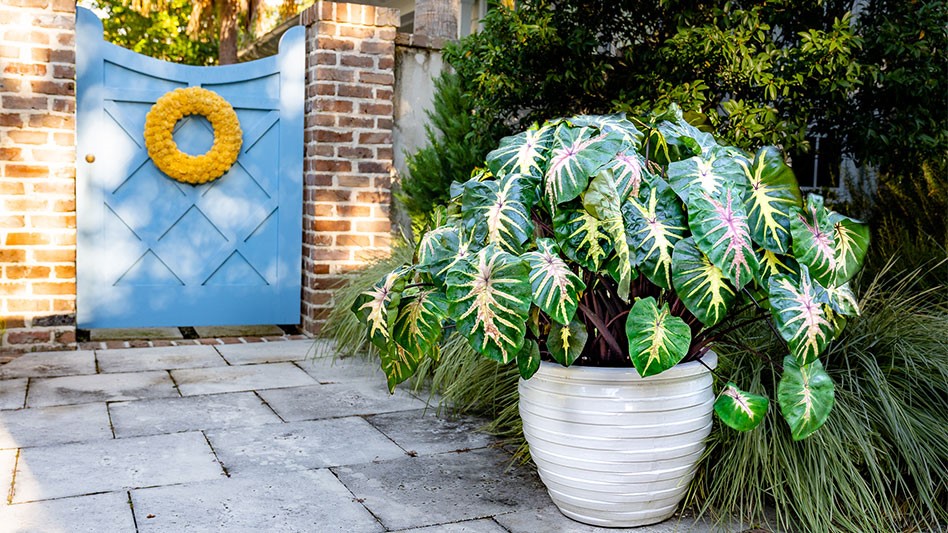 New colocasia color introduction named AAS winner - Nursery Management