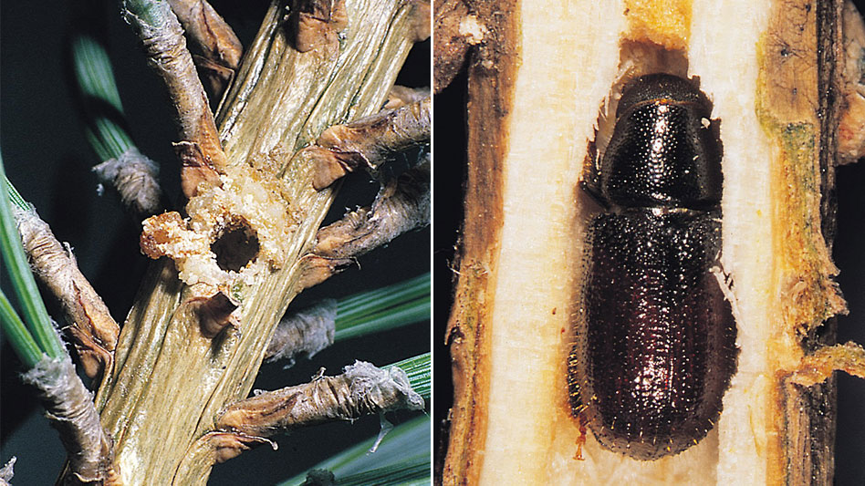 Pine shoot beetle (Tomicus piniperda) - Nursery Management