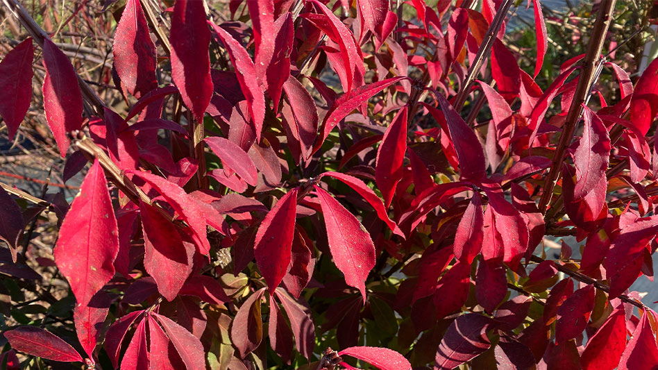 Spring Meadow Nursery introduces Proven Winners ColorChoice Fire Ball ...