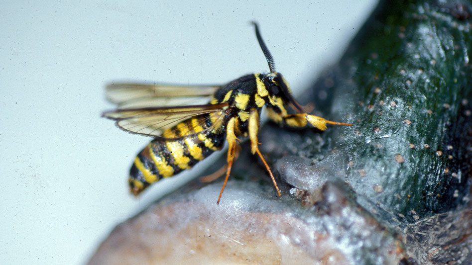 Mississippi State University encouraging beneficial insect use ...