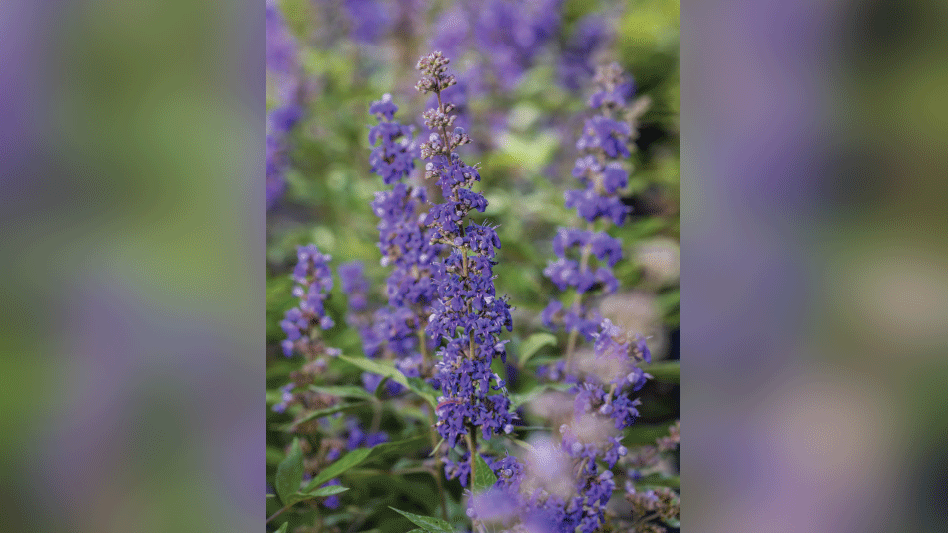 A love letter to Vitex - Nursery Management