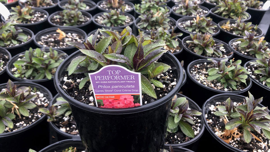 Mt. Cuba’s native plant research hits retail - Nursery Management