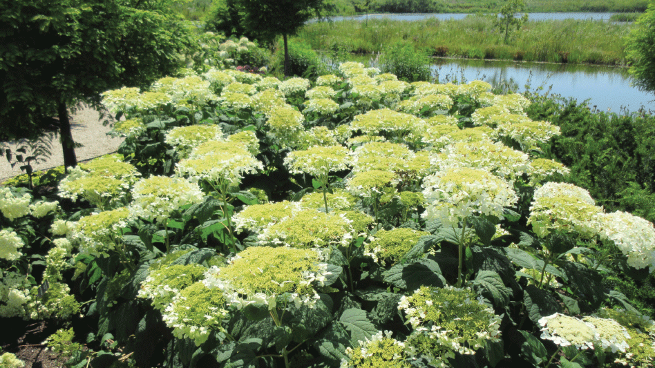 Hydrangea arborescens ‘Haas’ Halo’ - Nursery Management