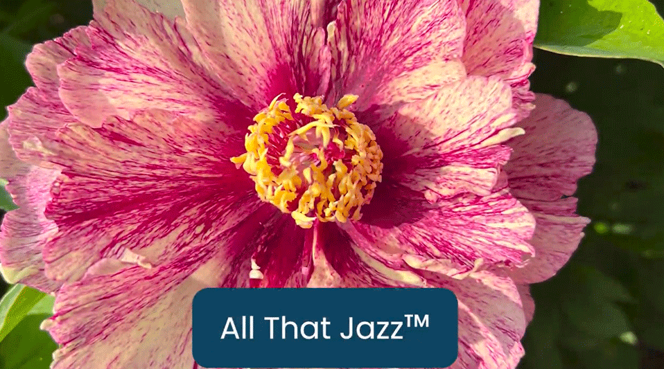 Tony Avent discusses new hardiness map - Nursery Management