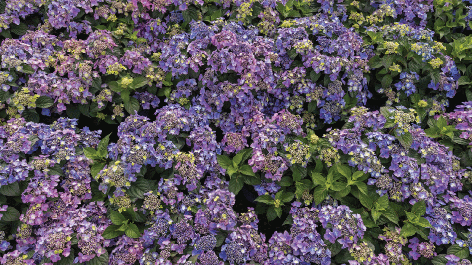 The wide world of reblooming hydrangea - Nursery Management