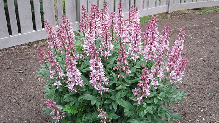 Dictamnus Albus - Nursery Management