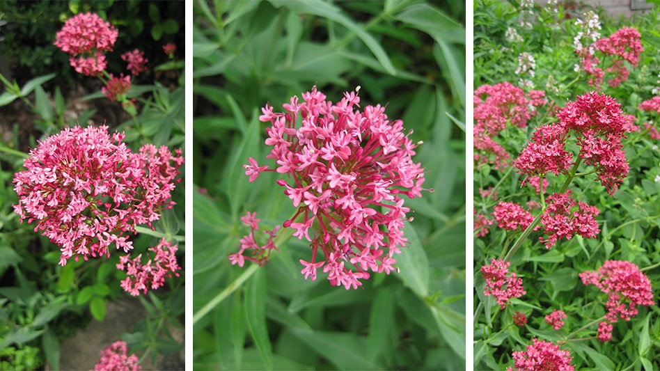 Centranthus ruber - Nursery Management