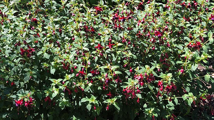 Hardy fuchsia - Nursery Management