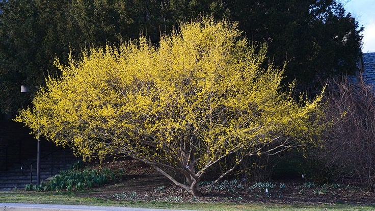 Cornus officinalis - Nursery Management